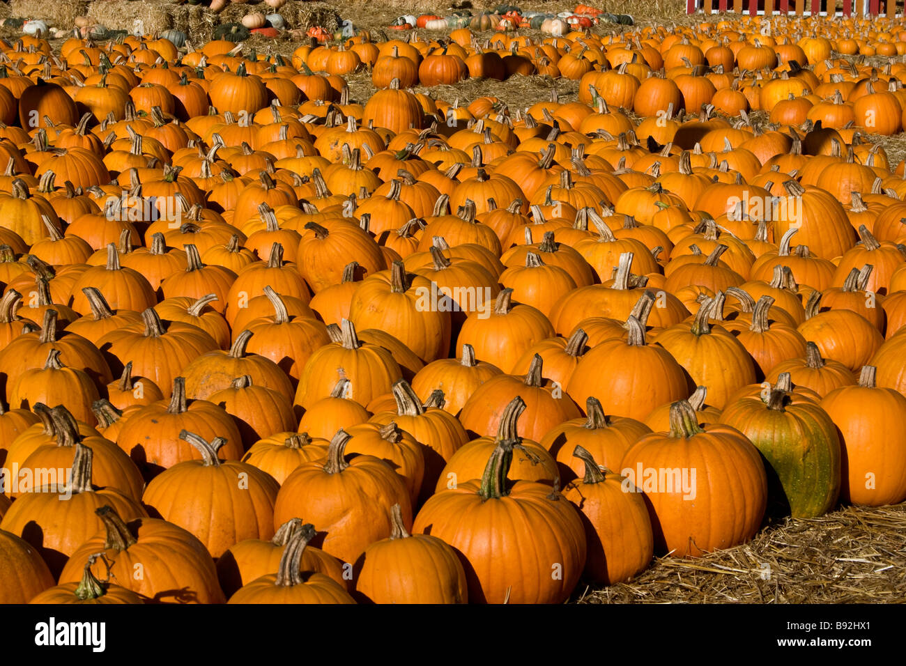 Pumpkin Farm In California Stock Photo Alamy pumpkin-farm-in-california-stock-photo-alamy