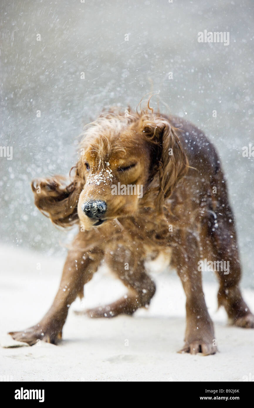 Cocker Spaniel dog - shaking off water Stock Photo - Alamy