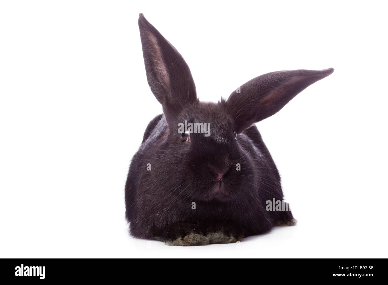 Timid young black rabbit isolated on white background Stock Photo - Alamy