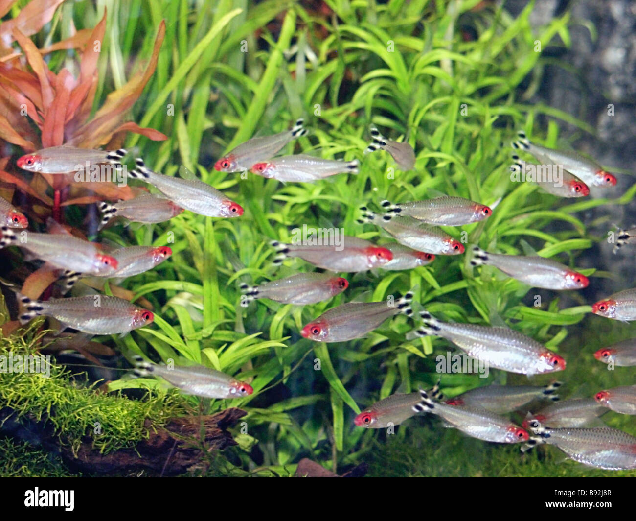Aquarium fishes red nosed tetra at the 3rd international veterinarian ...