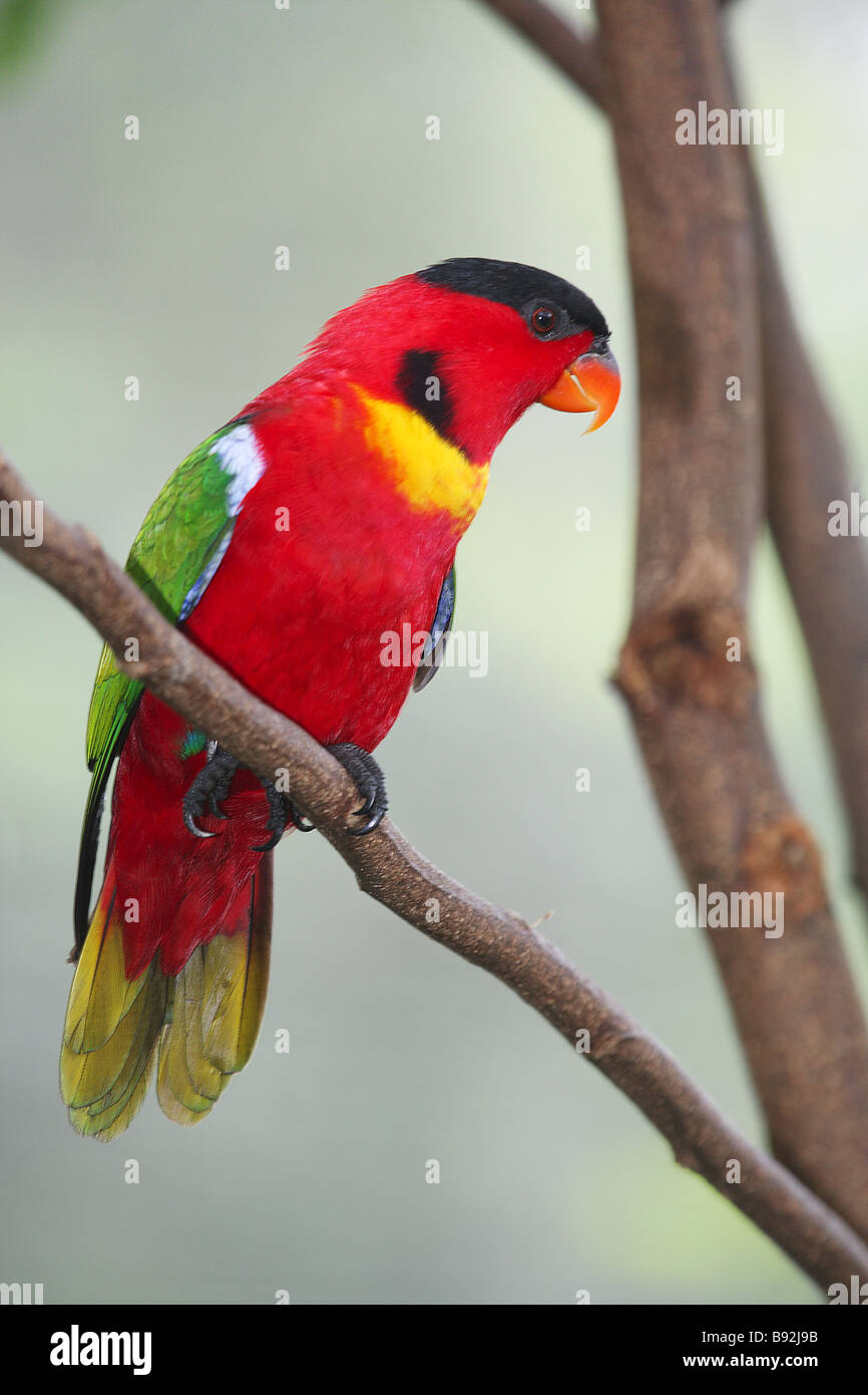 Lori hi-res stock photography and images - Alamy