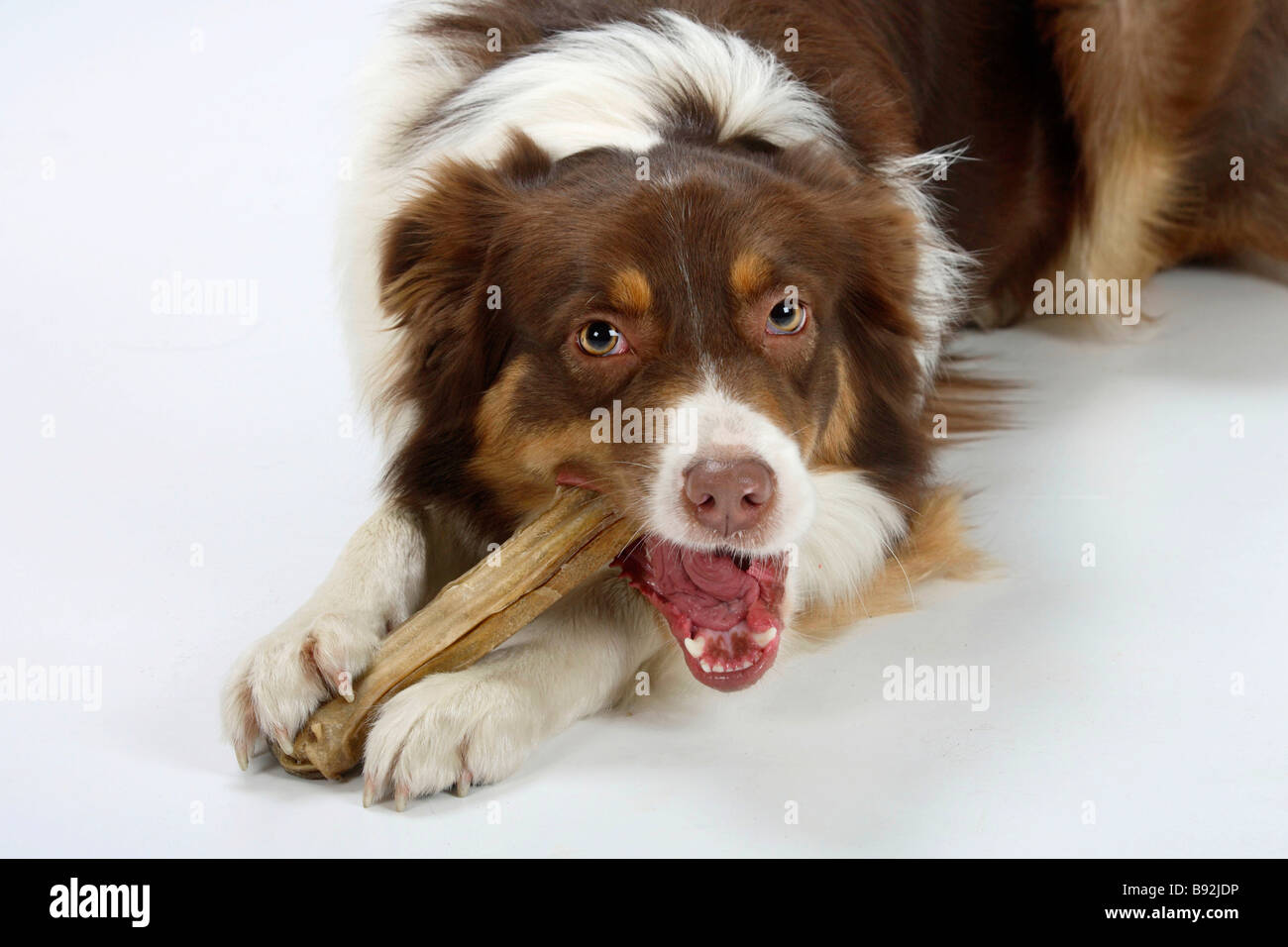 Australian Shepherd red tri Stock Photo - Alamy