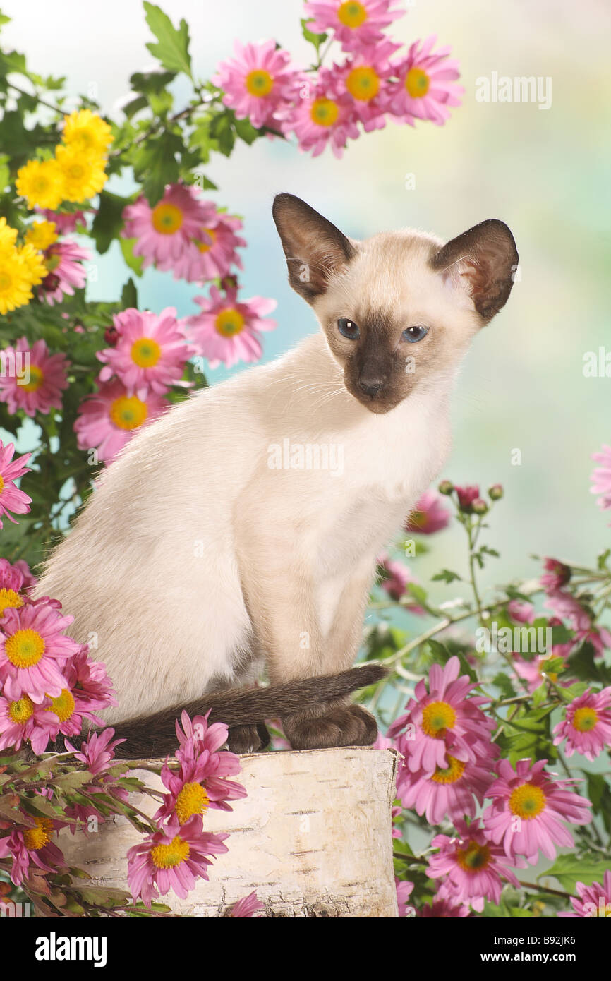 Siamese cat - kitten sitting in between flowers Stock Photo - Alamy