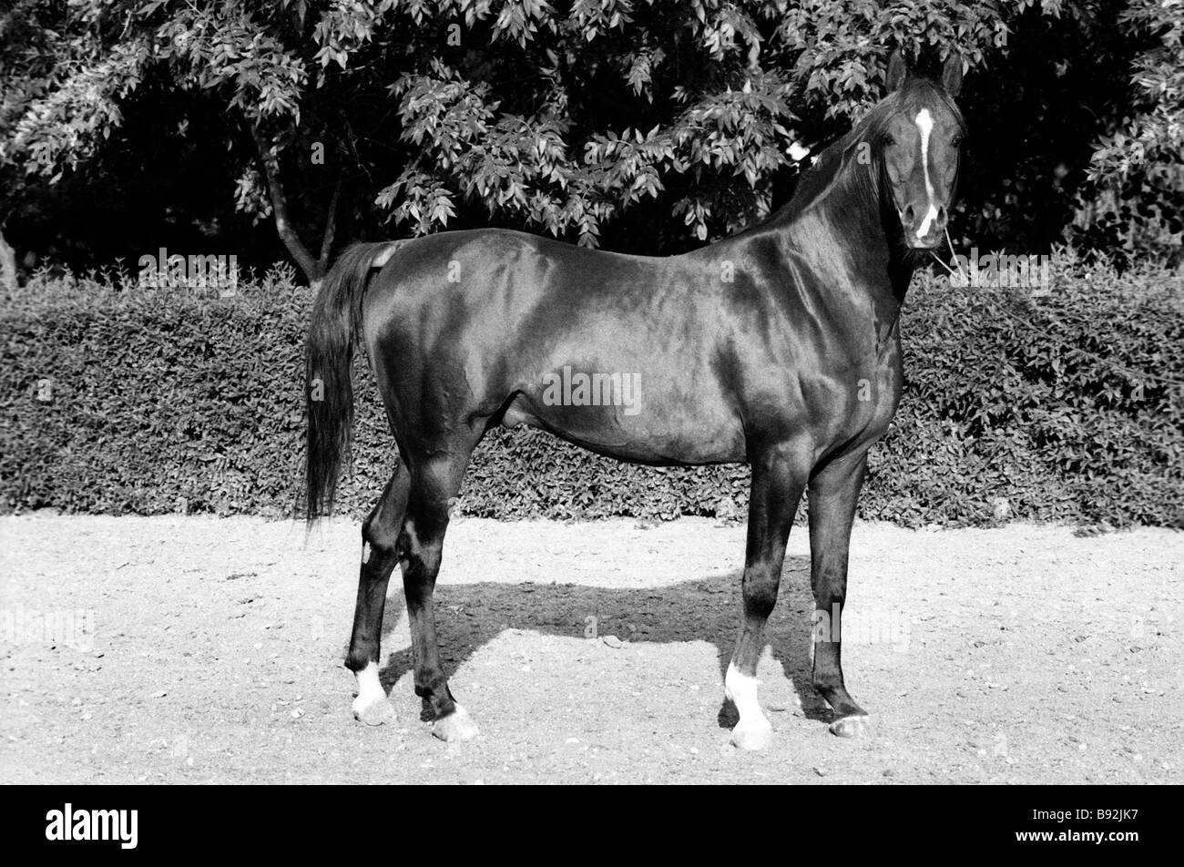 Arab stallion Peleng from the Terek horse breeding factory Over the ...