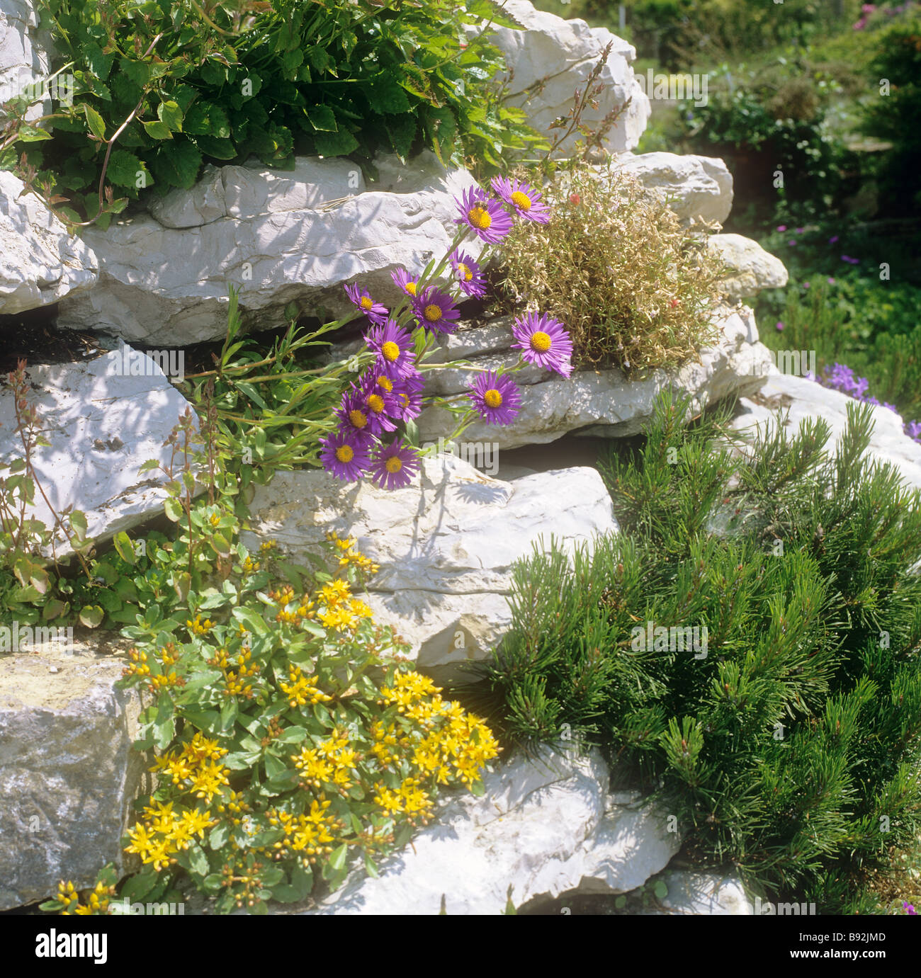 rock garden with different flowers Stock Photo - Alamy