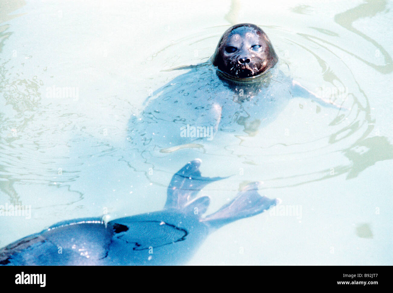 A Baikal seal in the water Stock Photo - Alamy