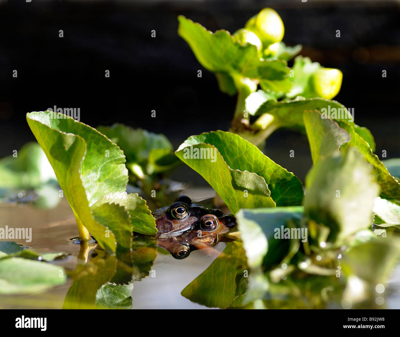 A pair of mating frogs in a suburban pond next to pond lilies Stock ...