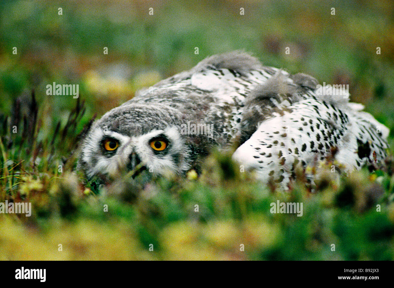 A snow owl in the Wrangel Island nature reserve in the Magadan Region ...