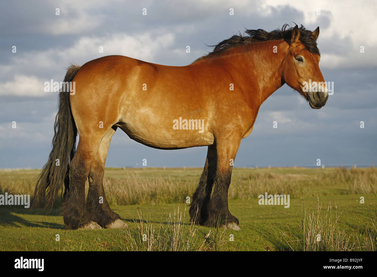 Ardennes horse - standing on meadow Stock Photo - Alamy