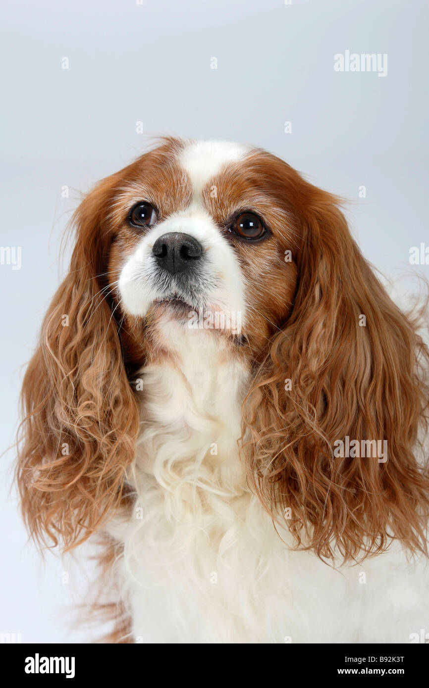 Cavalier King Charles Spaniel blenheim 7 years old retrusive occlusion ...
