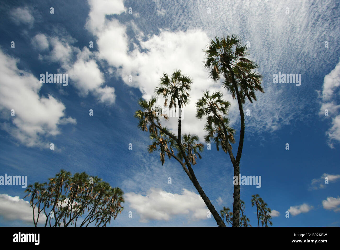 Trees in The Meru National Park, Kenya Stock Photo - Alamy