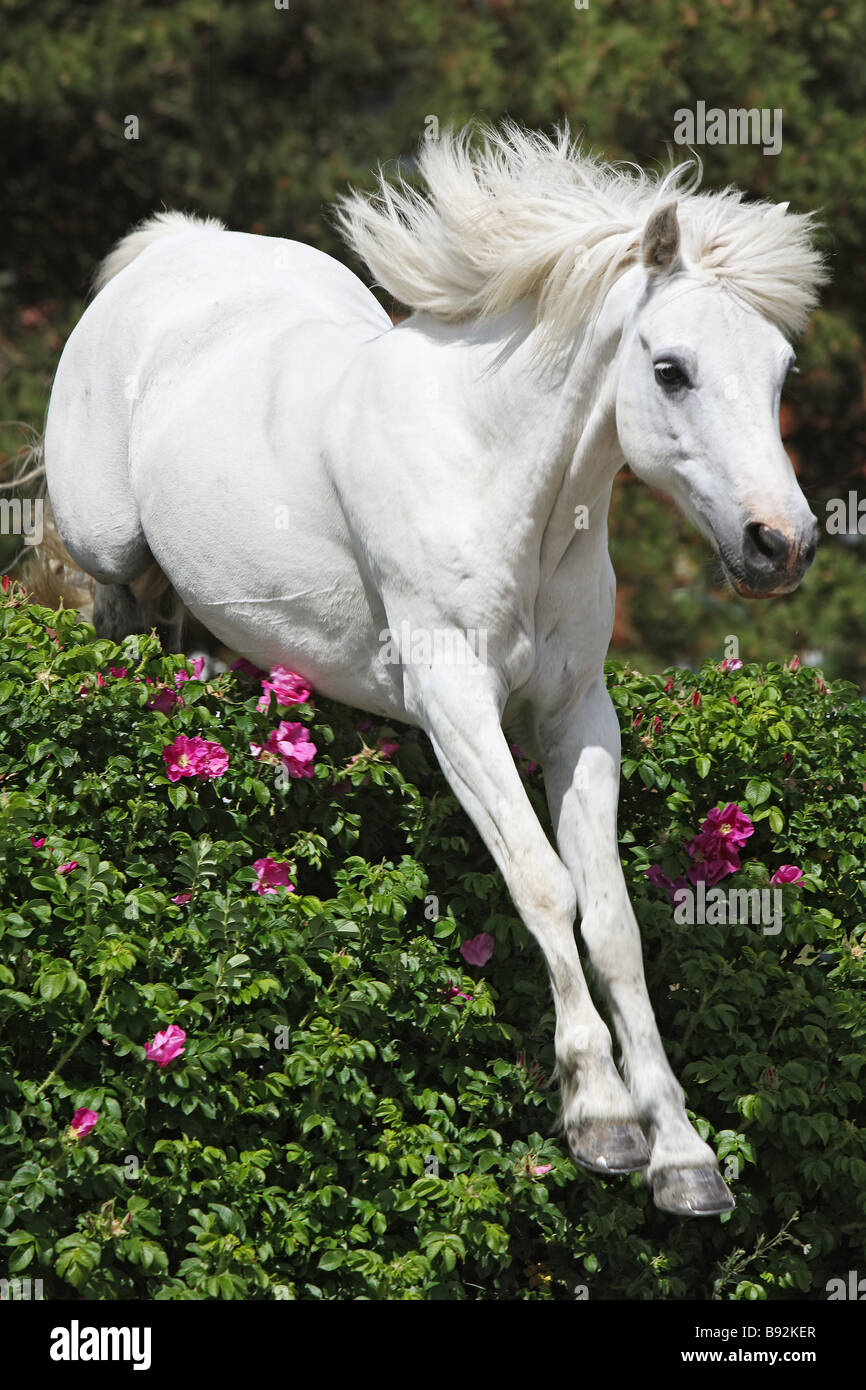 Connemara pony jumping hi-res stock photography and images - Alamy