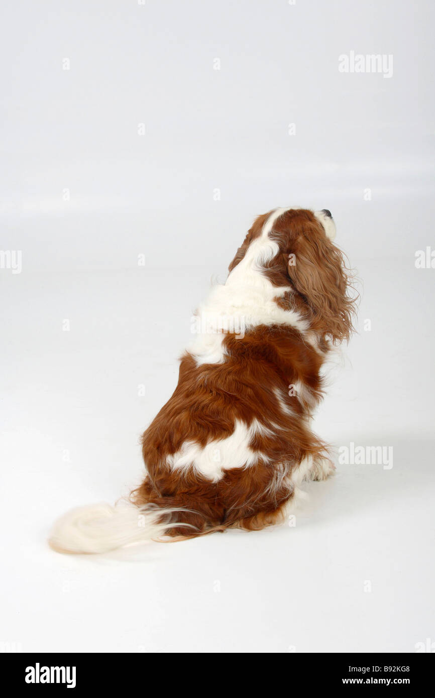 Cavalier King Charles Spaniel blenheim 7 years old too fat Stock Photo ...