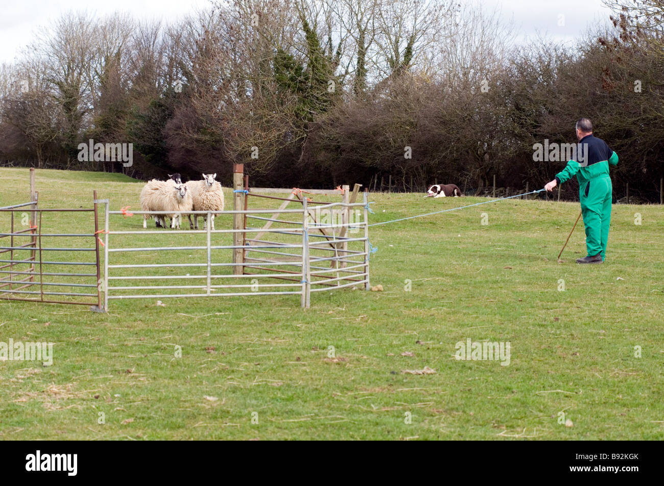 sheep dog trial sheepdog dogs working Sheppard rounding up one man and ...