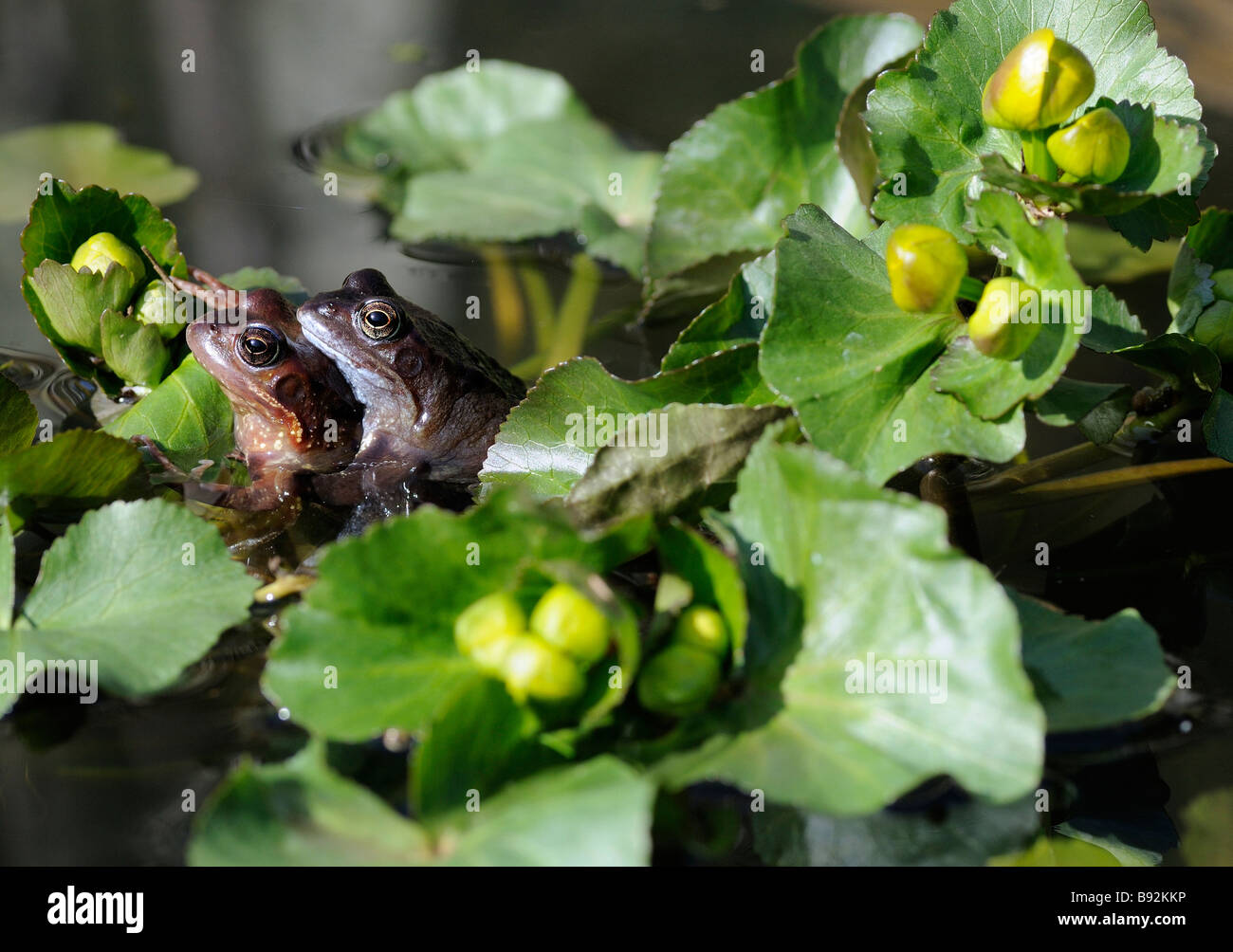Mating frogs hi-res stock photography and images - Alamy