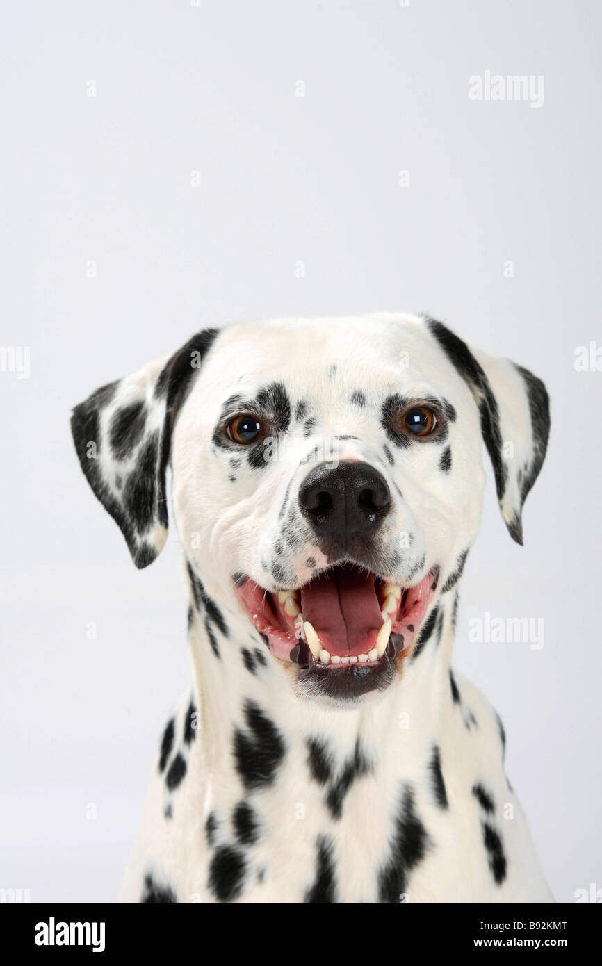 Adult male dalmatian portrait hi-res stock photography and images - Alamy