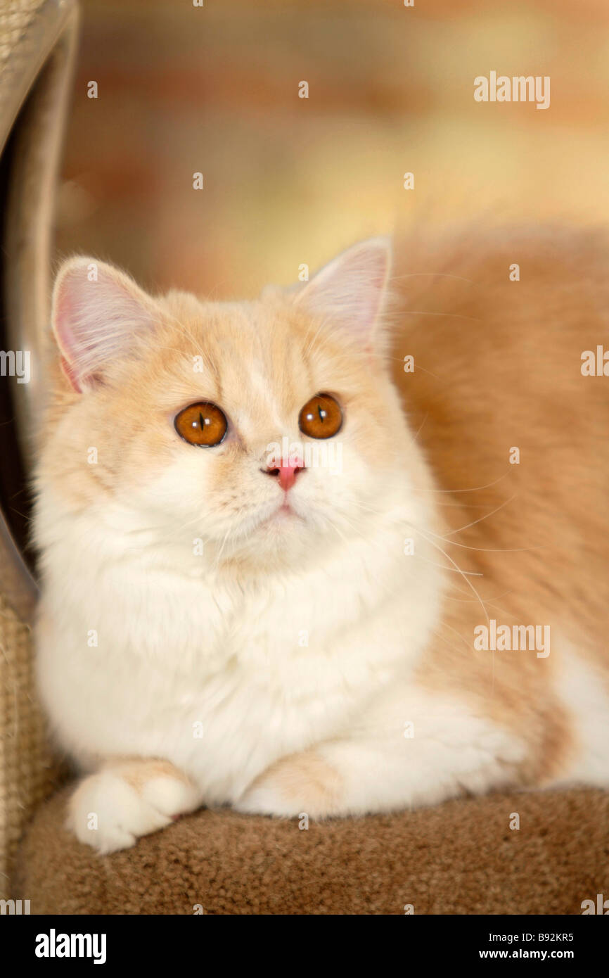 British Longhair Cat cream white Highlander Lowlander Britanica Stock ...