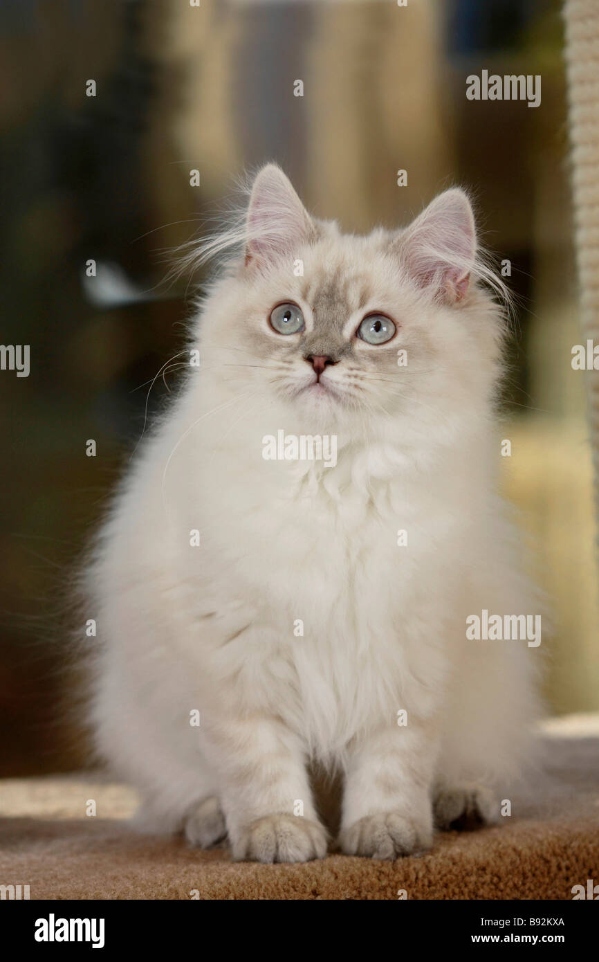 Blue silver tabby point hi-res stock photography and images - Alamy