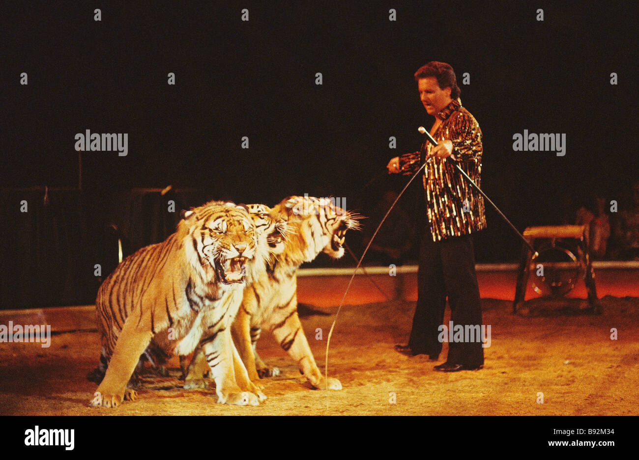 Dressage : Tigers in circus ring Stock Photo - Alamy