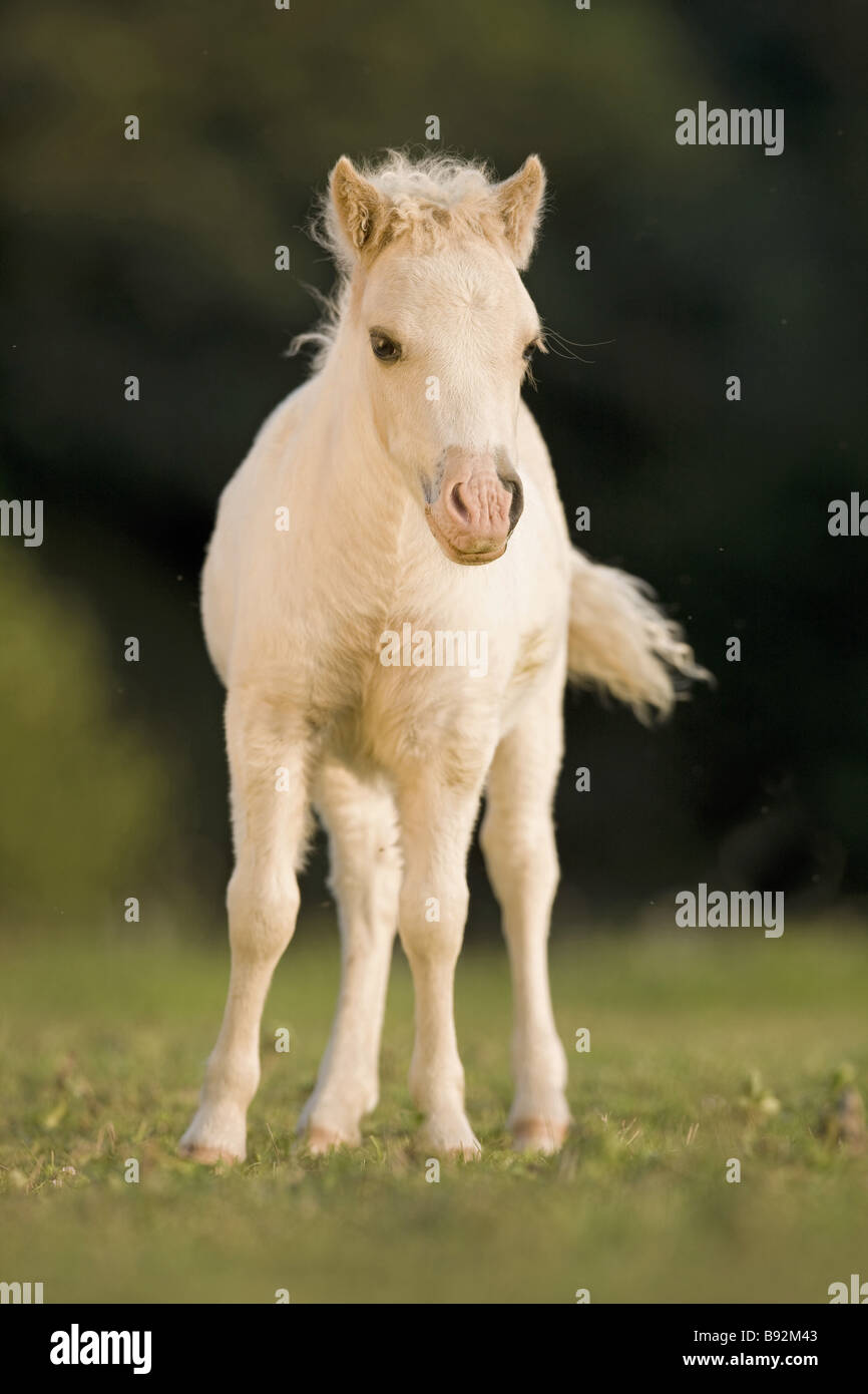 American miniature horse foal hi-res stock photography and images - Alamy