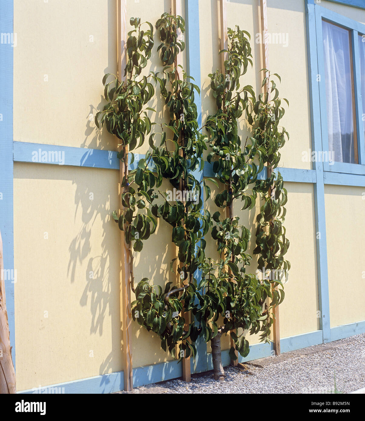 Pear tree house wall hi-res stock photography and images - Alamy