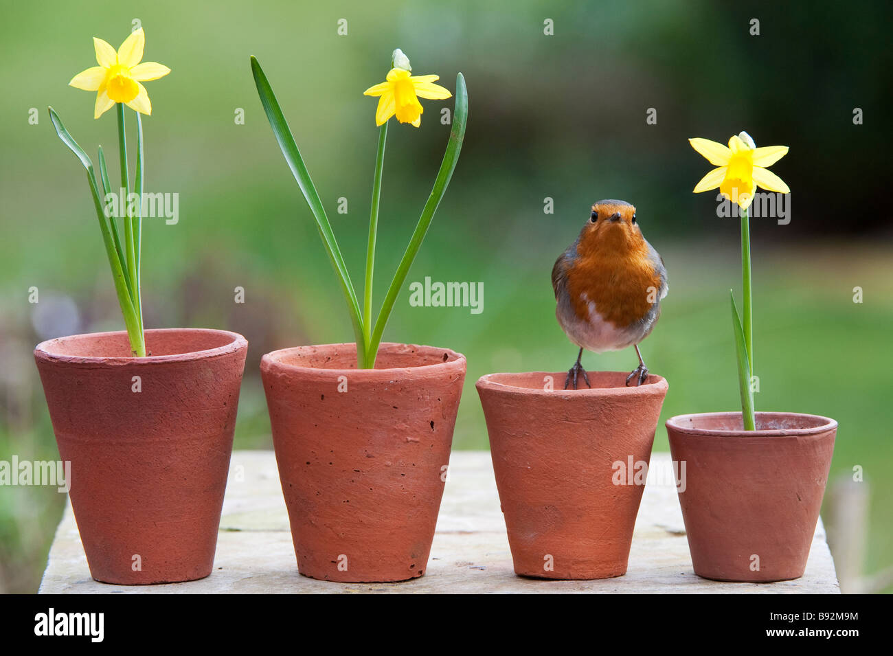 Robin in flowers hi-res stock photography and images - Alamy