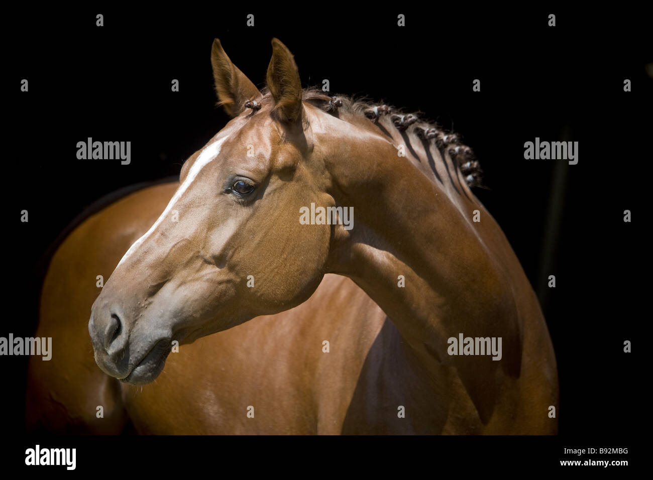 Oldenburg horse. Portrait of bay adult, seen against a black background ...
