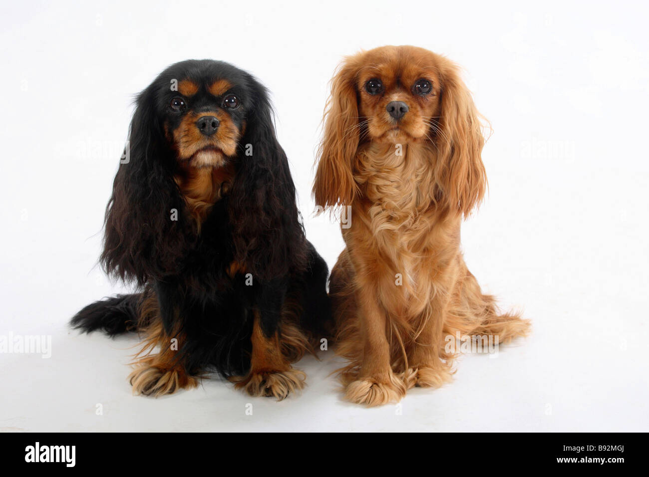 Black and tan and ruby hi-res stock photography and images - Alamy