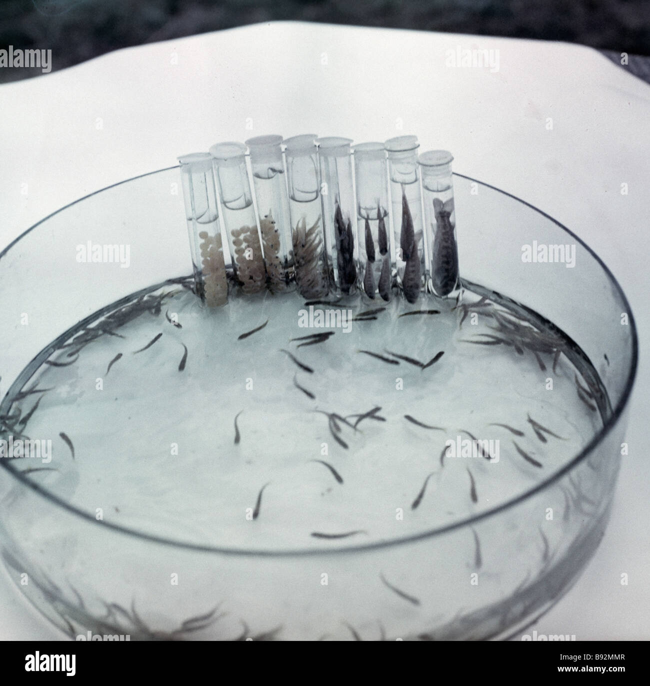 Fry in fish nursery of Nizhnevolzhski fish hatchery Stock Photo - Alamy