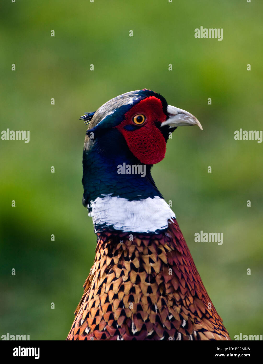 Male Pheasants Head Stock Photo - Alamy