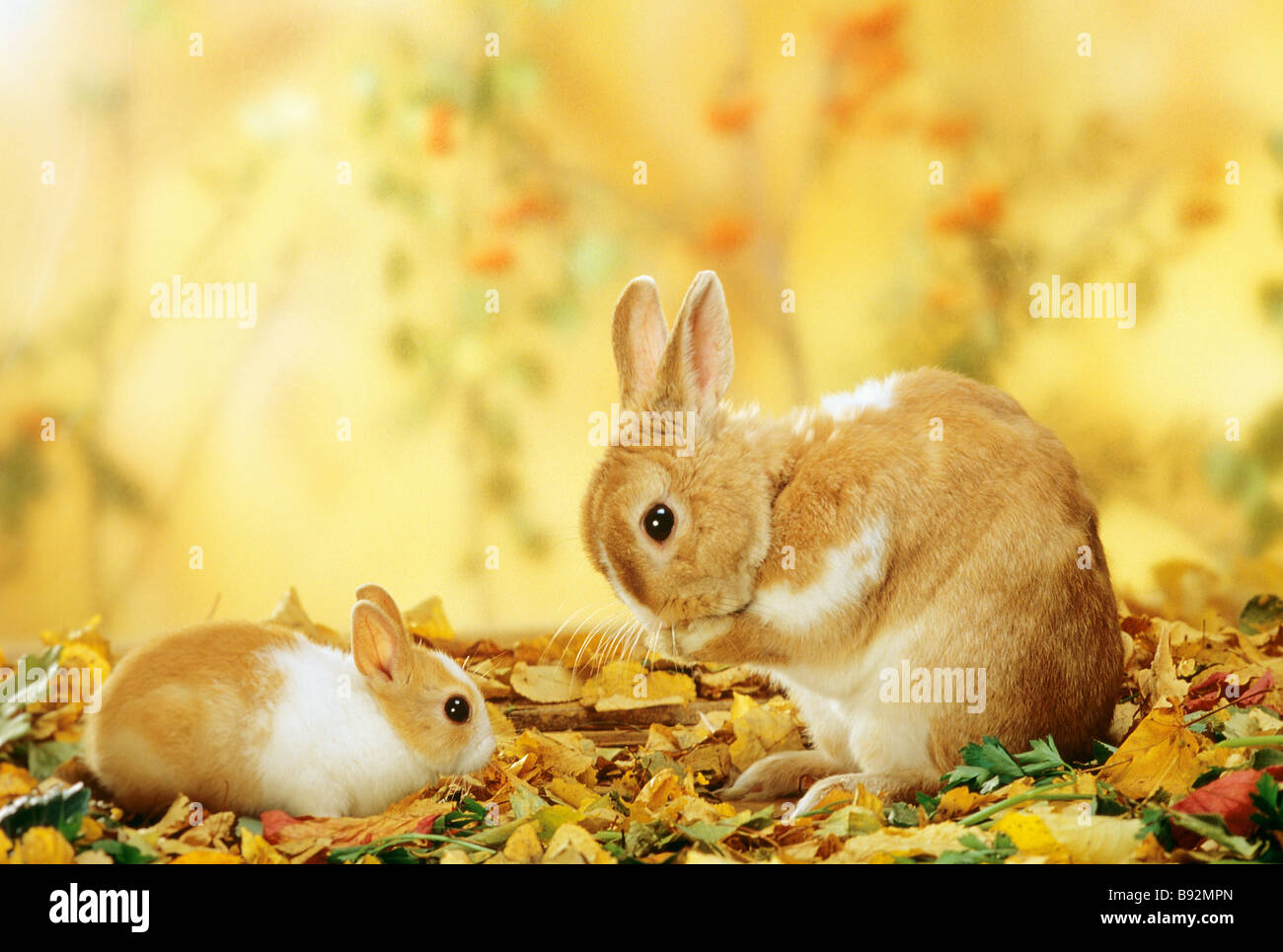 Rabbits rabbit cub hi-res stock photography and images - Alamy