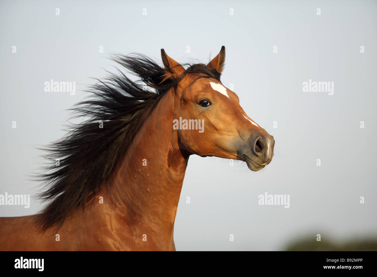 Trakehner High Resolution Stock Photography and Images - Alamy