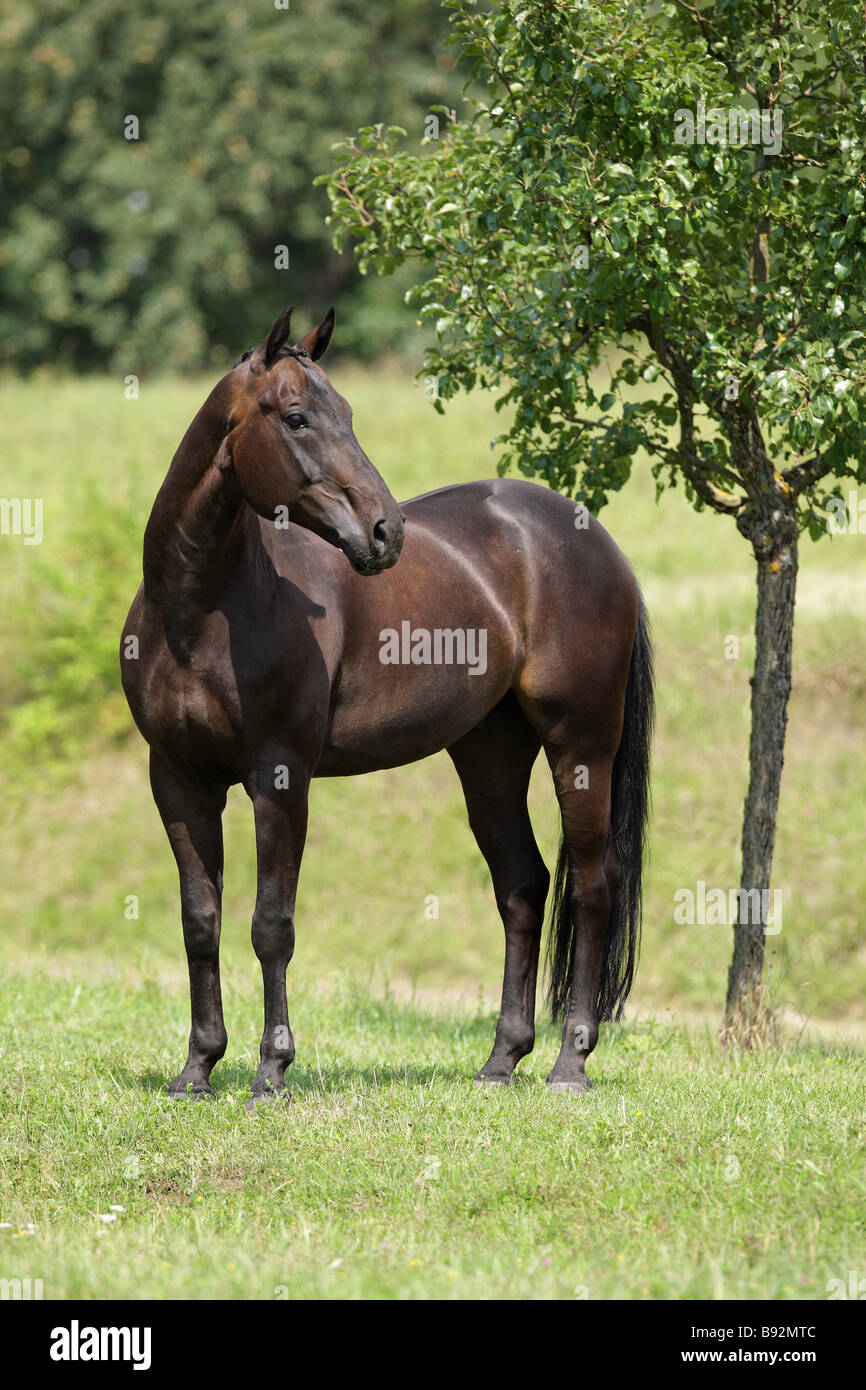 Budyonny horse - standing on meadow Stock Photo - Alamy