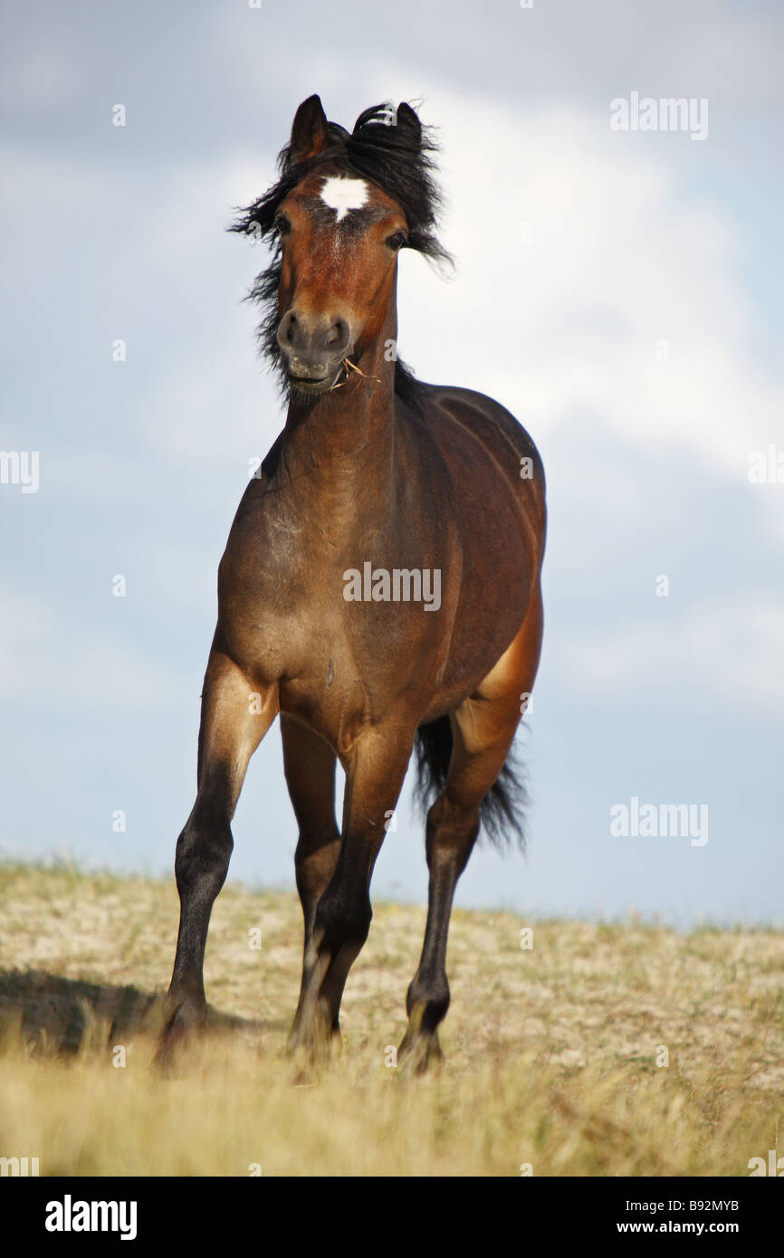 Connemaras hi-res stock photography and images - Alamy