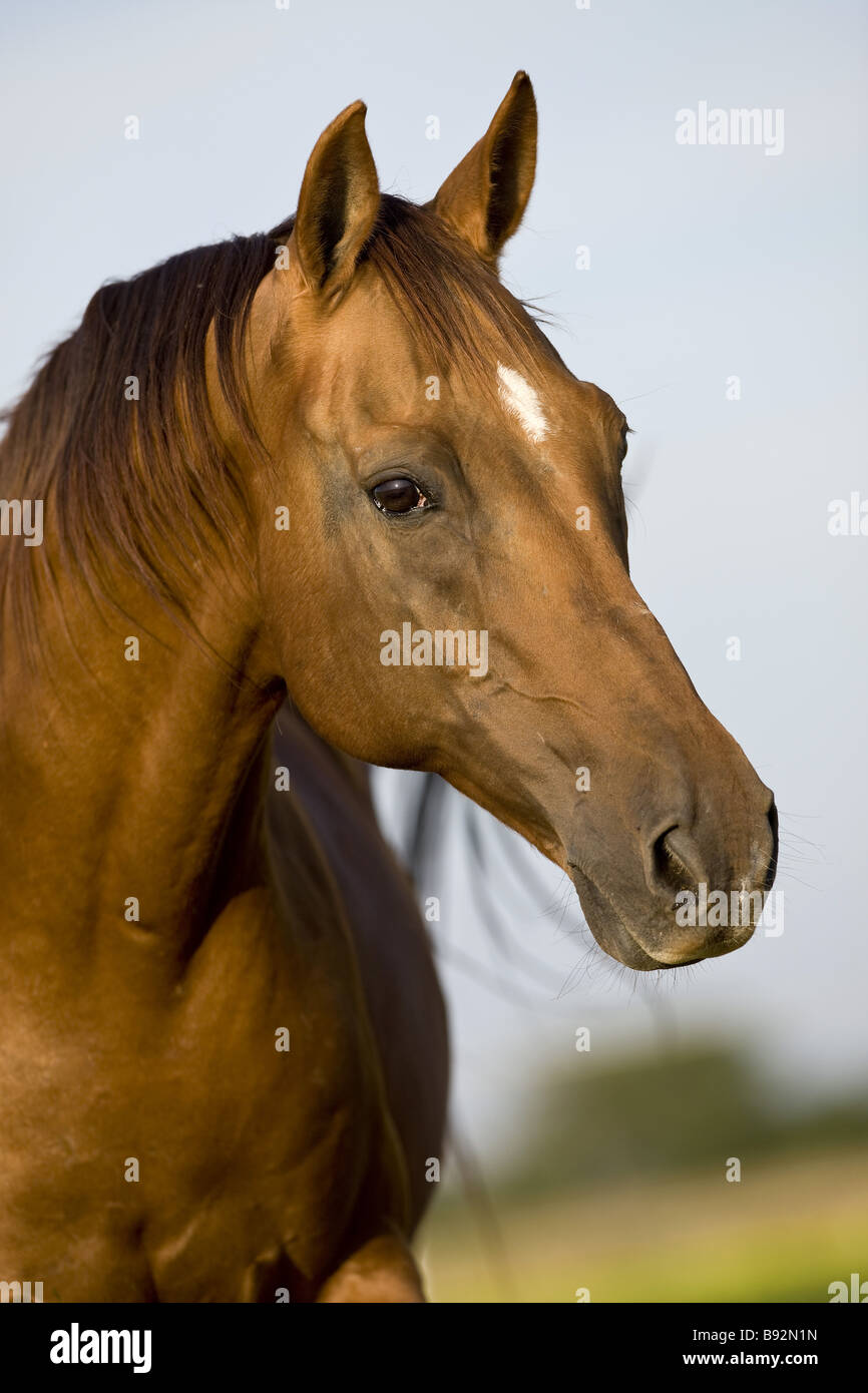 Don Horse High Resolution Stock Photography and Images - Alamy