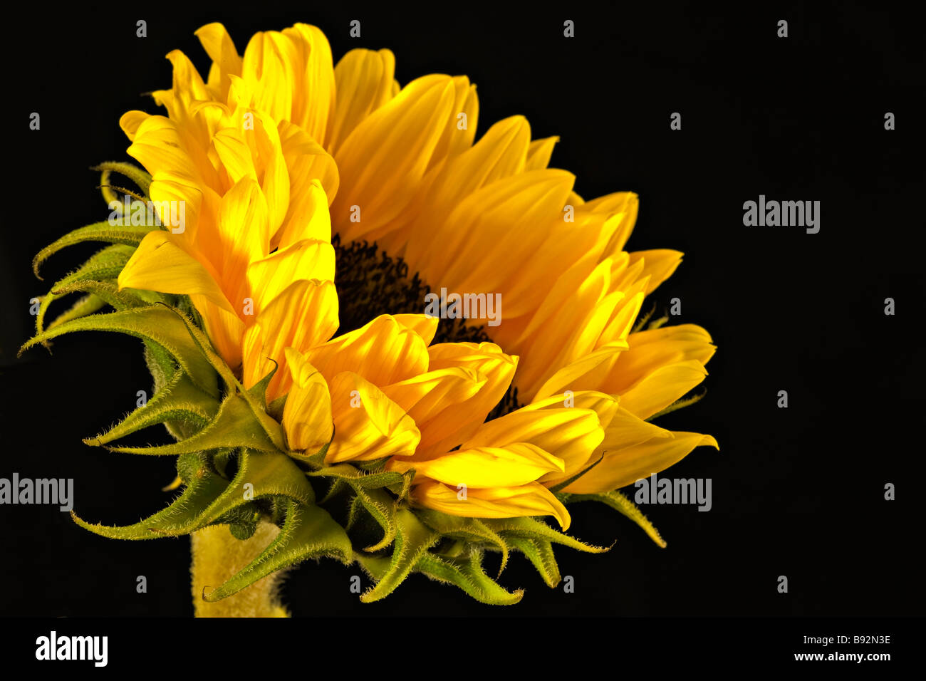 Yello colour hi-res stock photography and images - Alamy