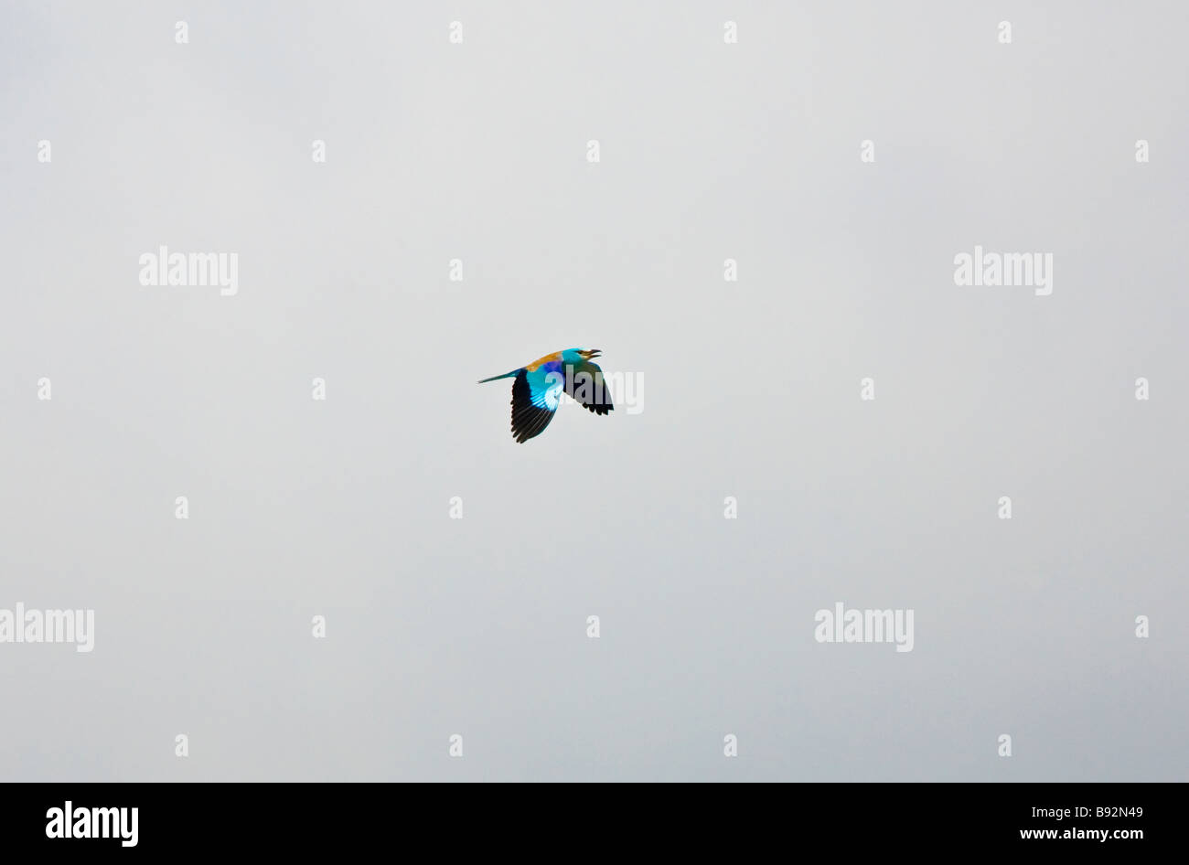 Roller in flight Stock Photo - Alamy
