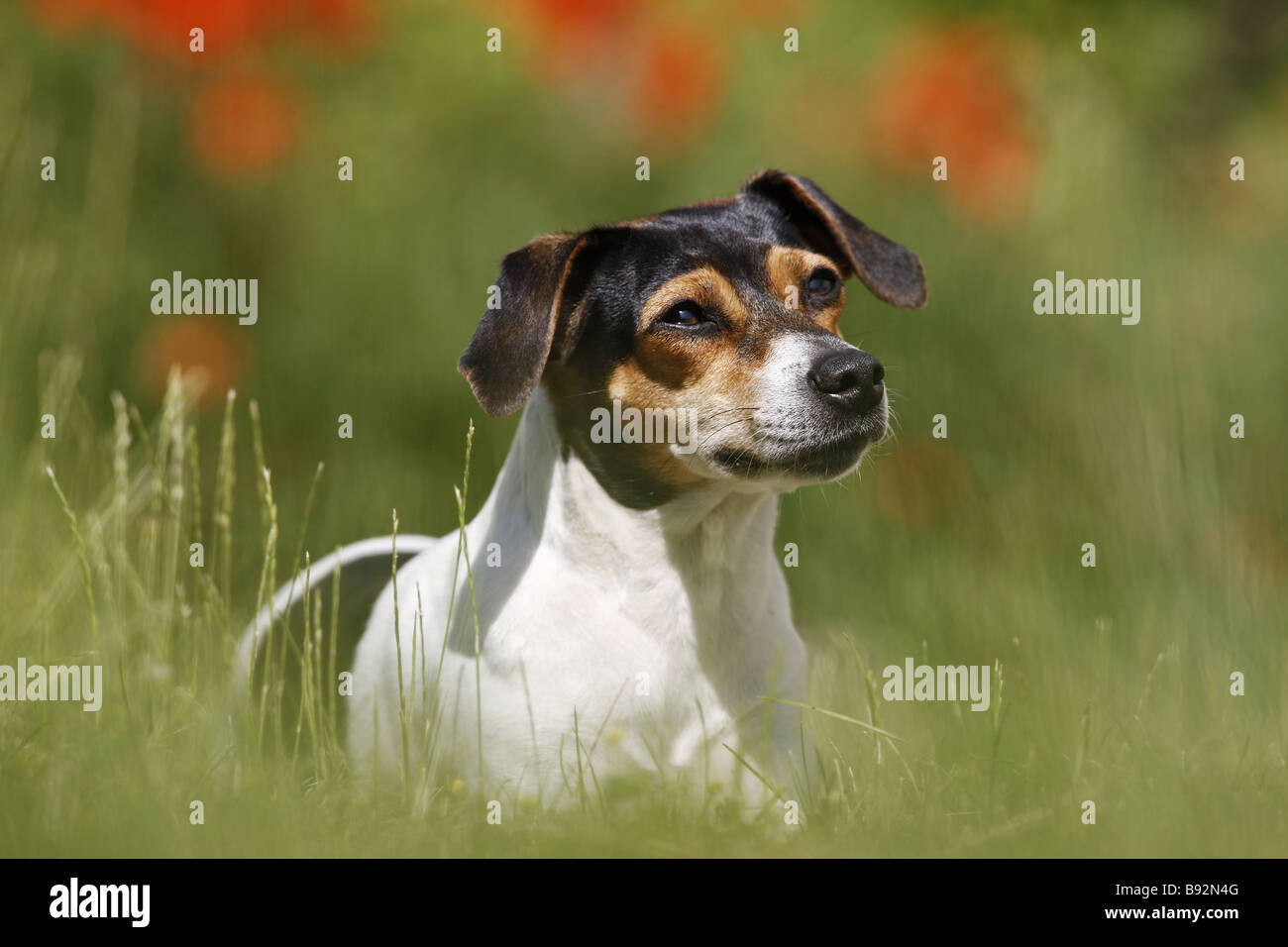 Farm_dog hi-res stock photography and images - Alamy