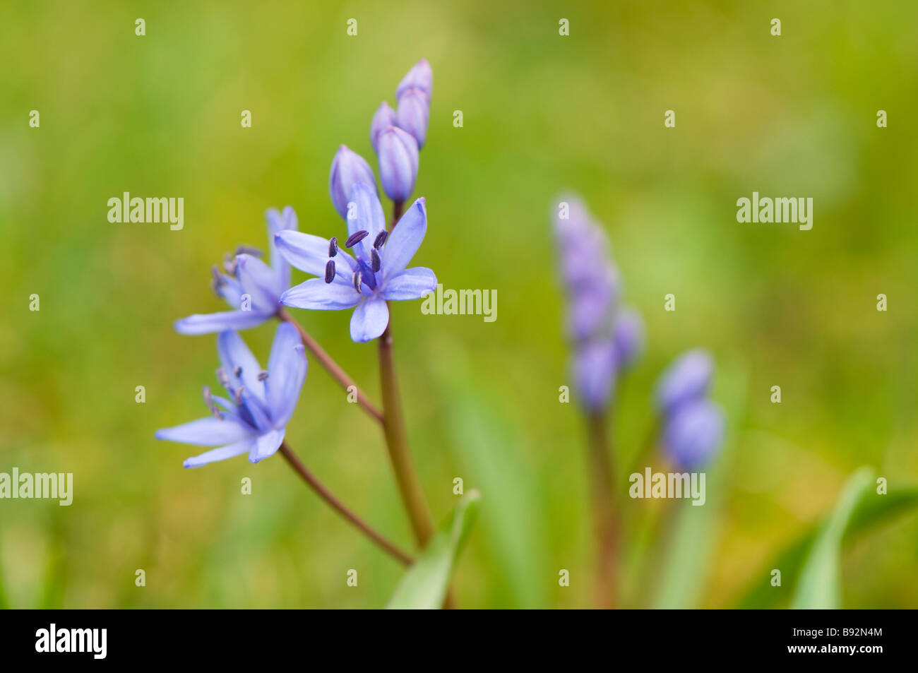 Scilla bifolia, alpine squill, in flower Stock Photo - Alamy