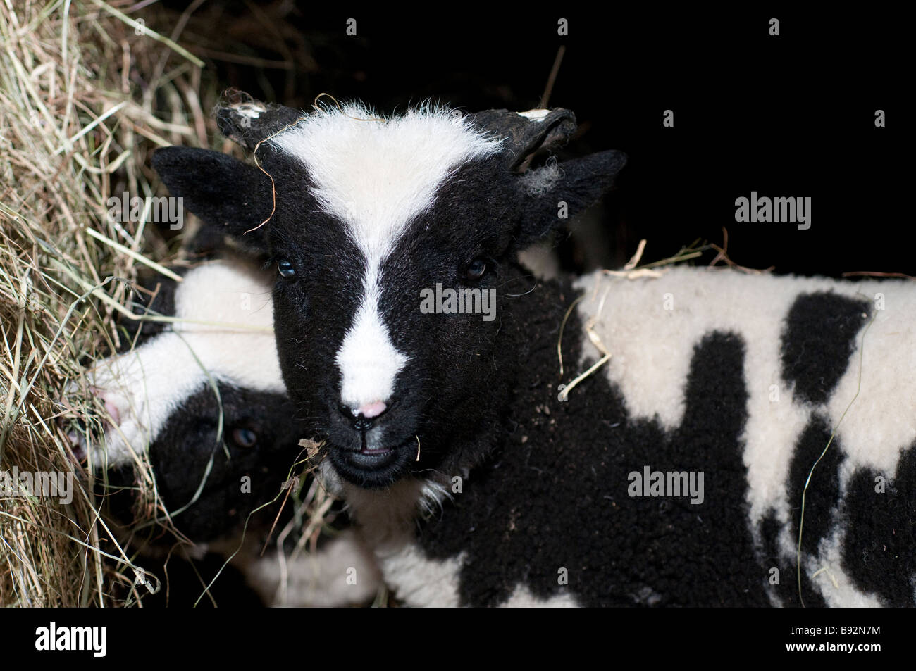 A Jacob Lamb with its siblings in the pen Stock Photo - Alamy
