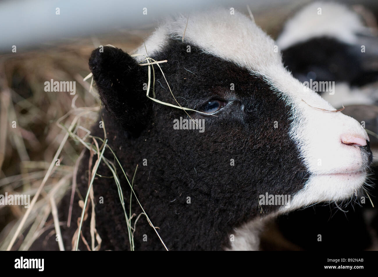 Jacob lambs hi-res stock photography and images - Alamy