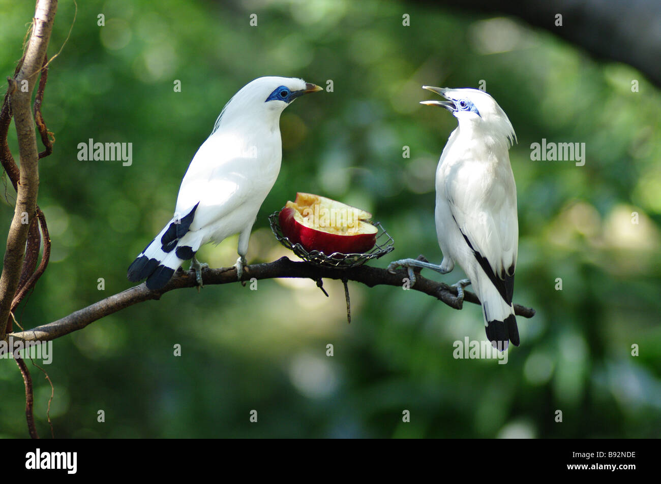 Two mynas hi-res stock photography and images - Alamy