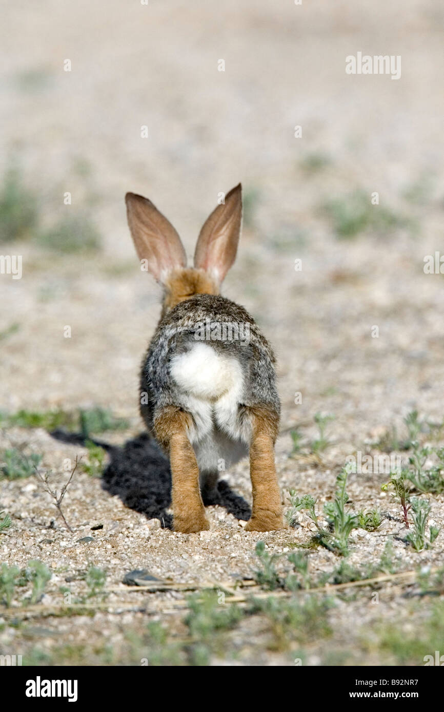 Cottontail rabbit running hi-res stock photography and images - Alamy
