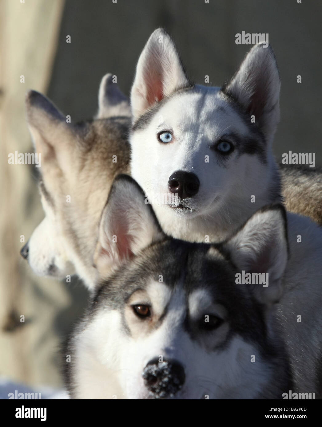 Siberian huskies before the Russian championship in dogsled racing ...
