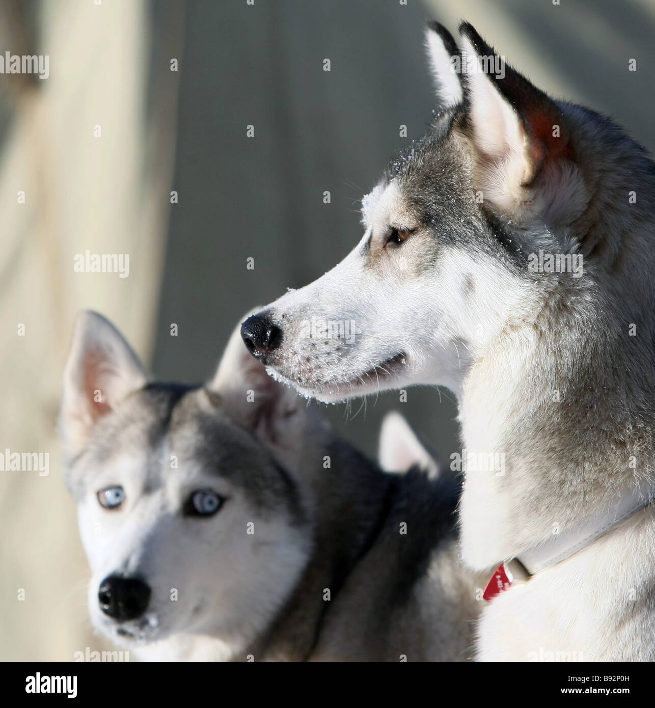 Siberian huskies before the Russian championship in dogsled racing ...