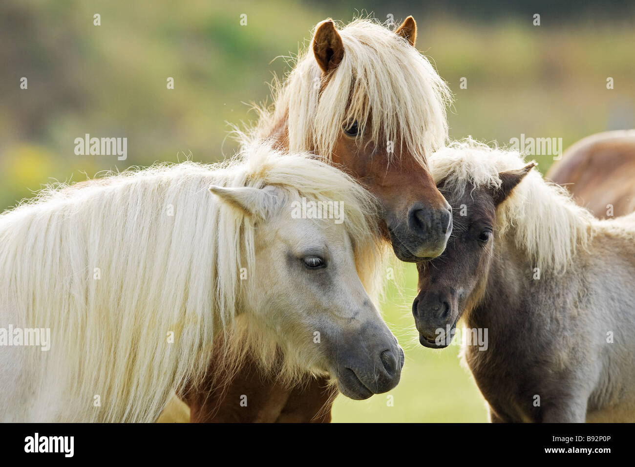 Horse american miniature mare hi-res stock photography and images - Alamy