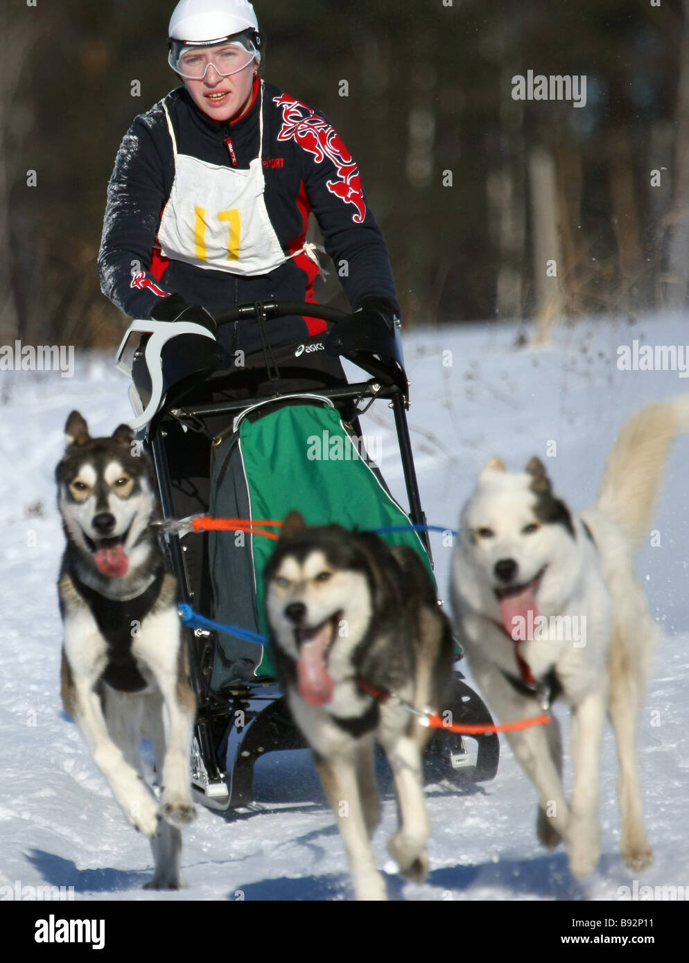 Competitions at the Russian championship in dogsled racing sprint and ...