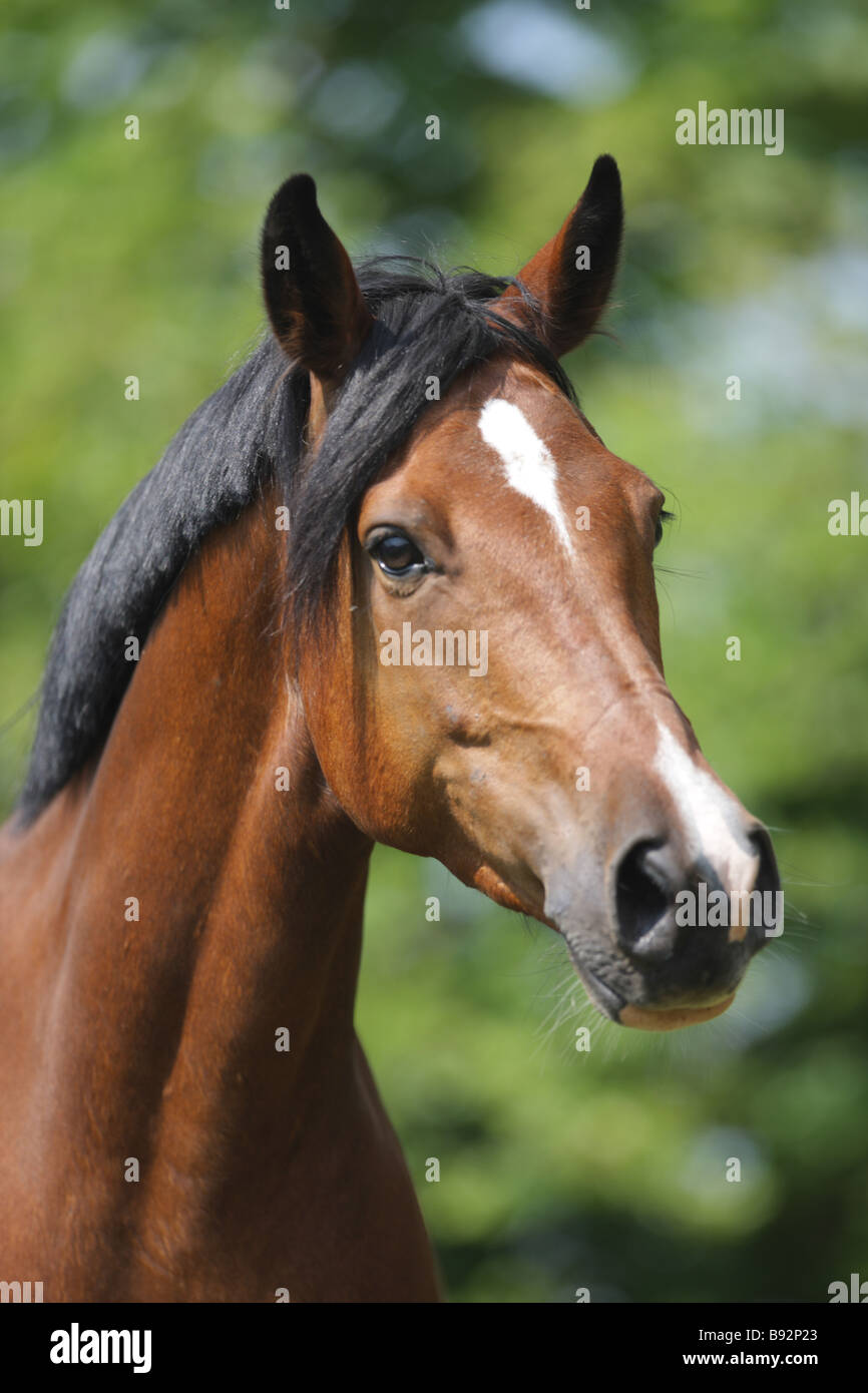 German Riding Pony - portrait Stock Photo - Alamy