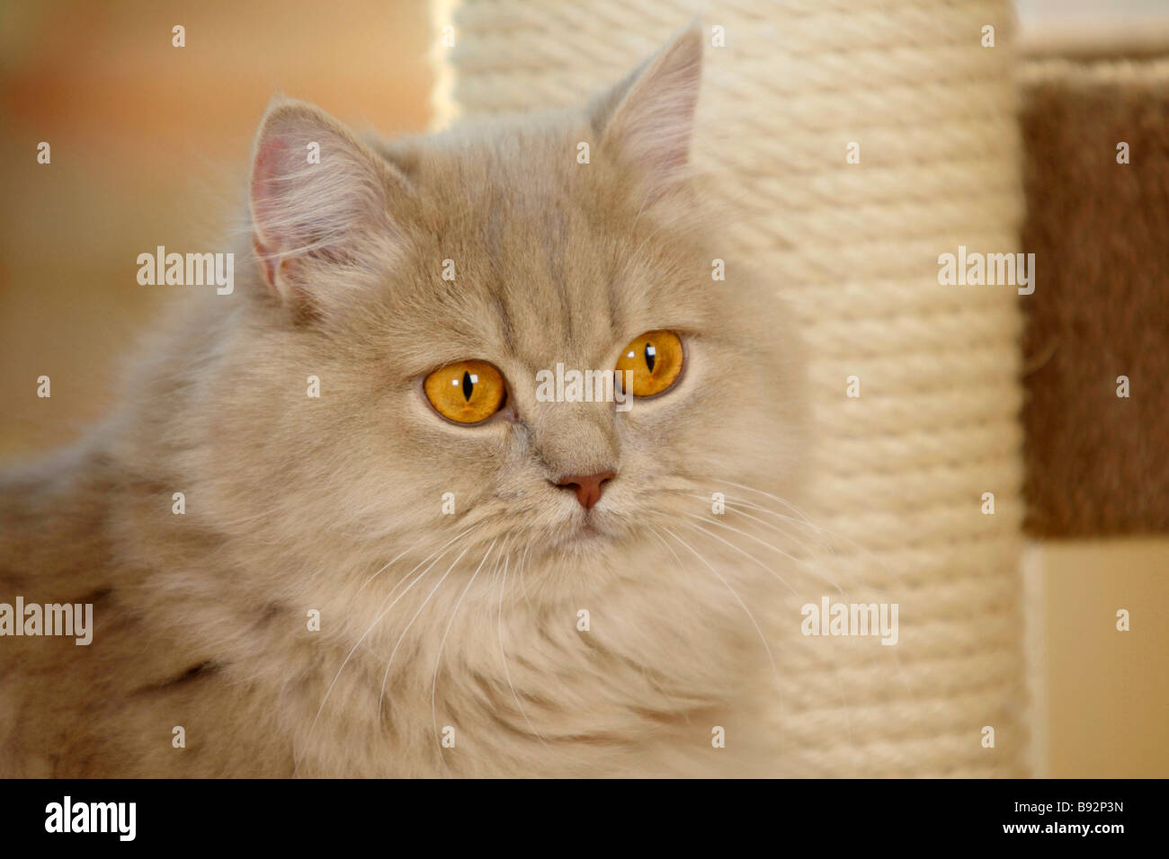 British Longhair Cat lilac tabby makarell Highlander Lowlander ...