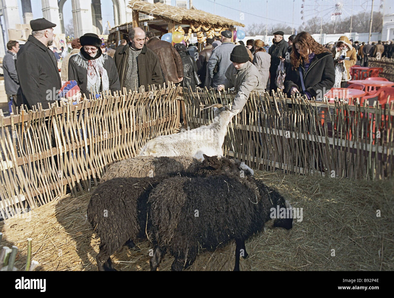 She goat and sheep show at the Russian Exhibition Center during the ...